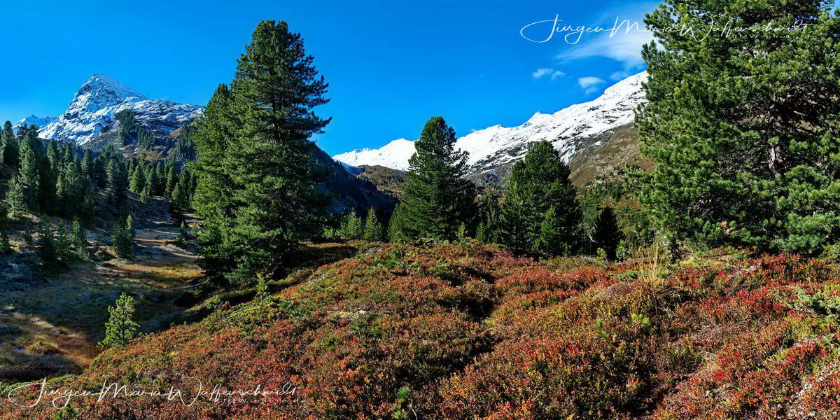 Jürgen Maria Waffenschmidt - Zirbenwald